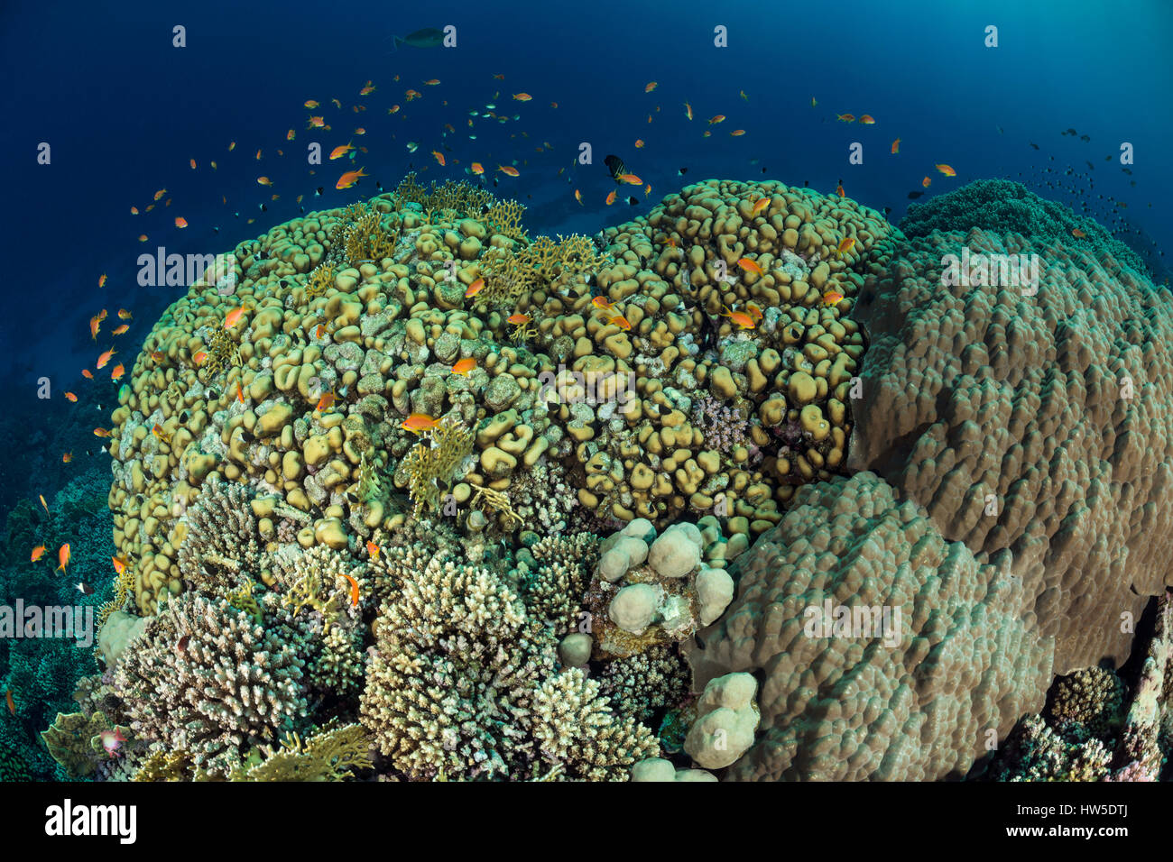 Healthy Coral Reef, Marsa Alam, Red Sea, Egypt Stock Photo - Alamy