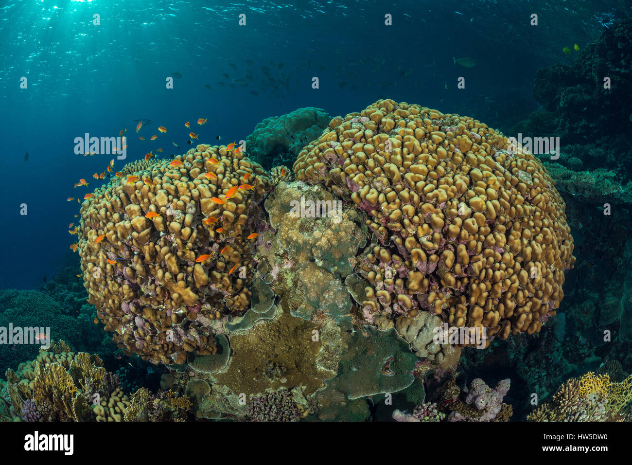 Healthy Coral Reef, Marsa Alam, Red Sea, Egypt Stock Photo - Alamy
