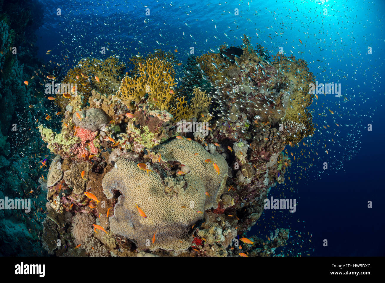 Healthy Coral Reef, Marsa Alam, Red Sea, Egypt Stock Photo - Alamy