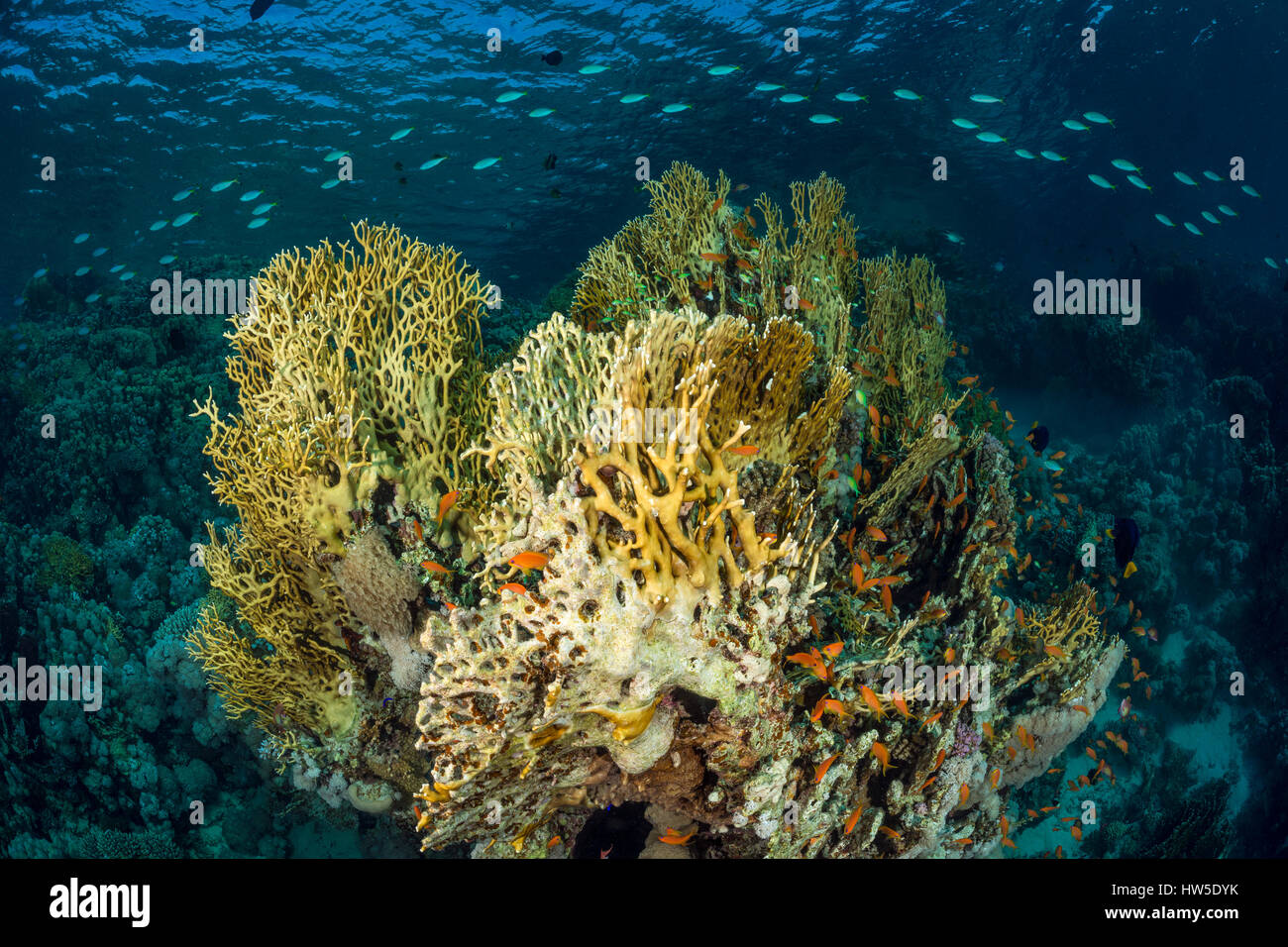 Fire coral millepora hi-res stock photography and images - Alamy