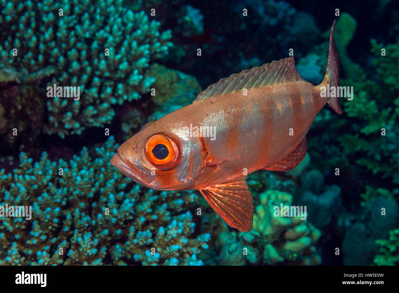 Lunartail Bigeye, Priacanthus hamrur, Marsa Alam, Red Sea, Egypt Stock ...