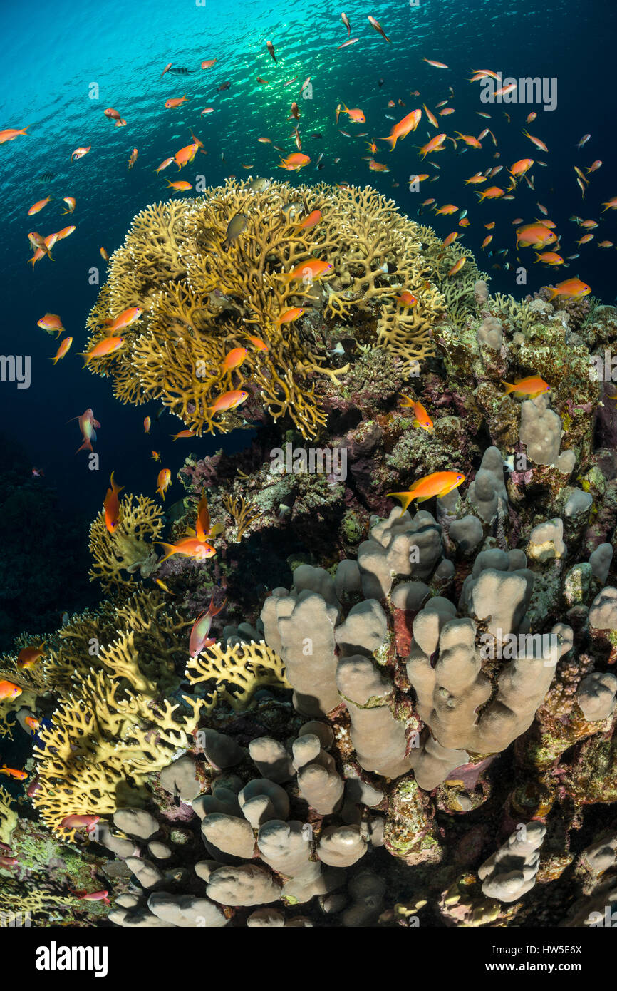 Net Fire Coral, Millepora dichotoma, Marsa Alam, Red Sea, Egypt Stock ...