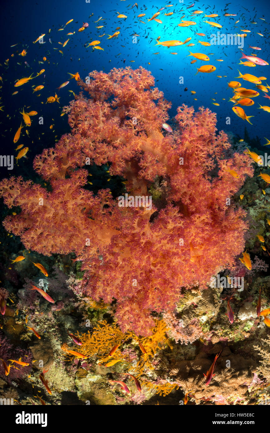 Soft coral dendronephthya sp egypt hi-res stock photography and images ...