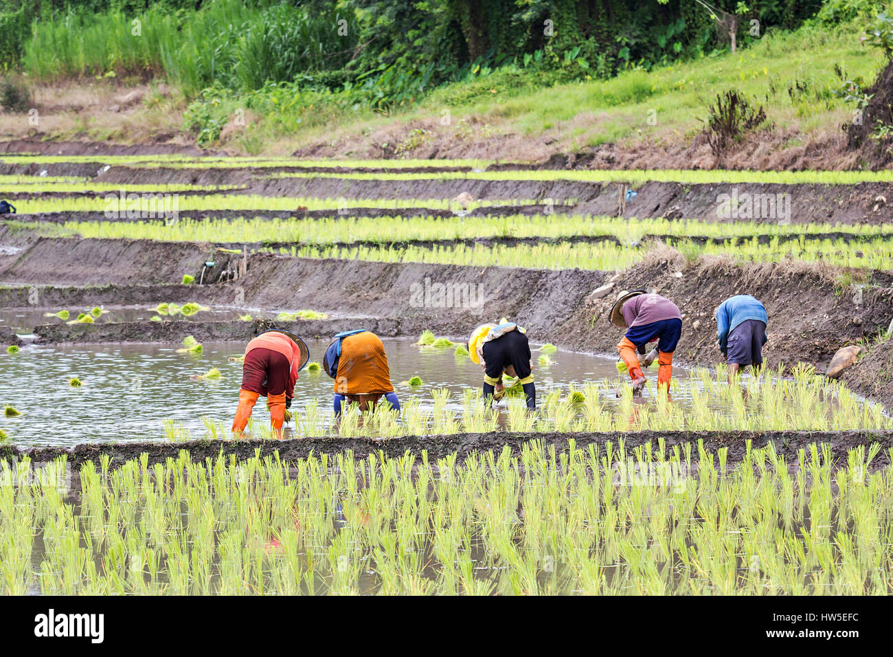 Thai farmers planting rice on rice fields Stock Photo - Alamy