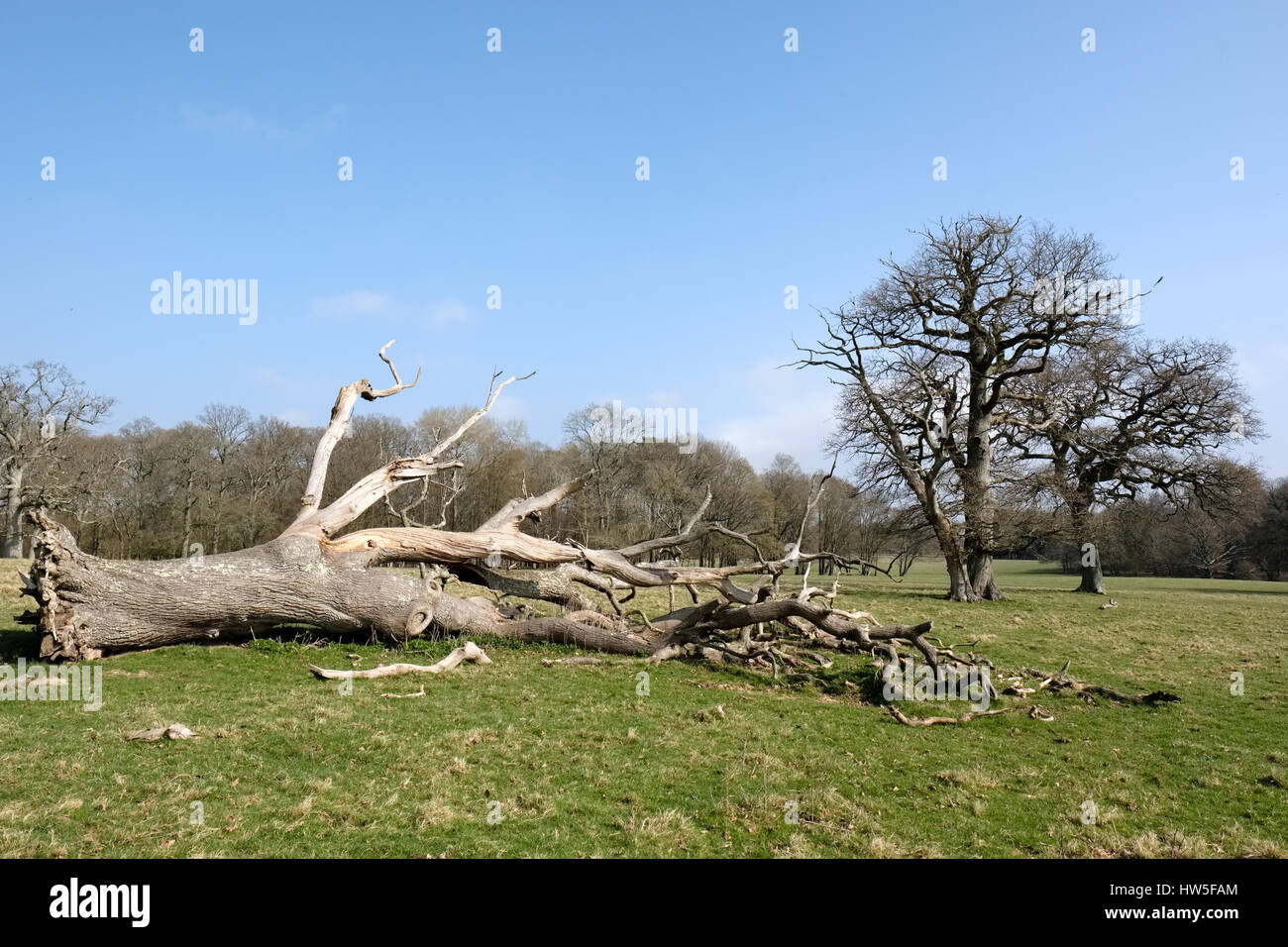 Dead Tree in West Grinstead Stock Photo - Alamy