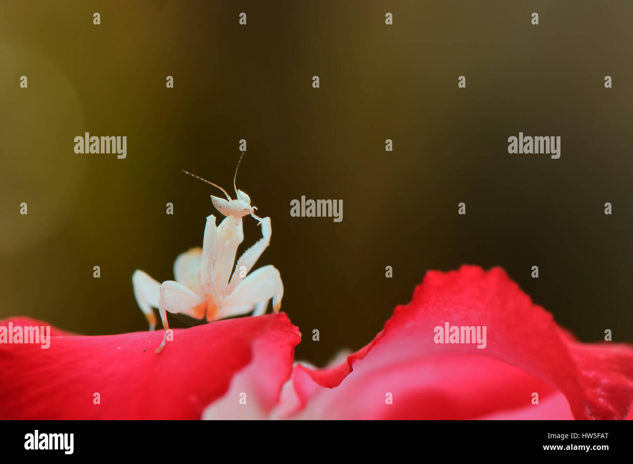 Praying mantis pose hi-res stock photography and images - Alamy