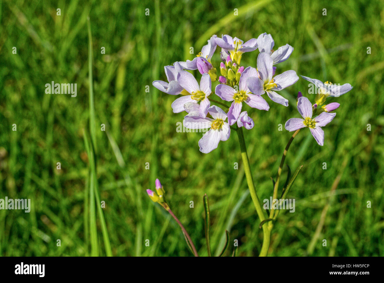Vilolet blue flowers hi-res stock photography and images - Alamy