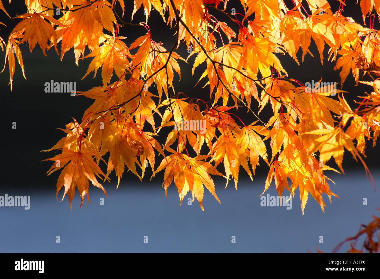 Golden sycamore leaf hi-res stock photography and images - Alamy