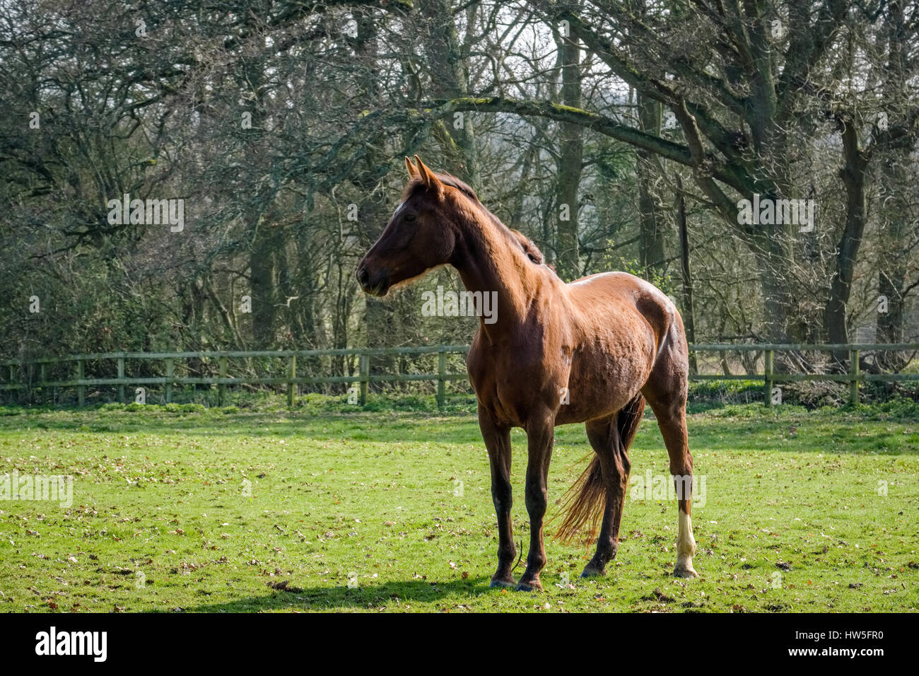 Thoroughbred Horse Enjoying the Spring Sunshine Stock Photo - Alamy