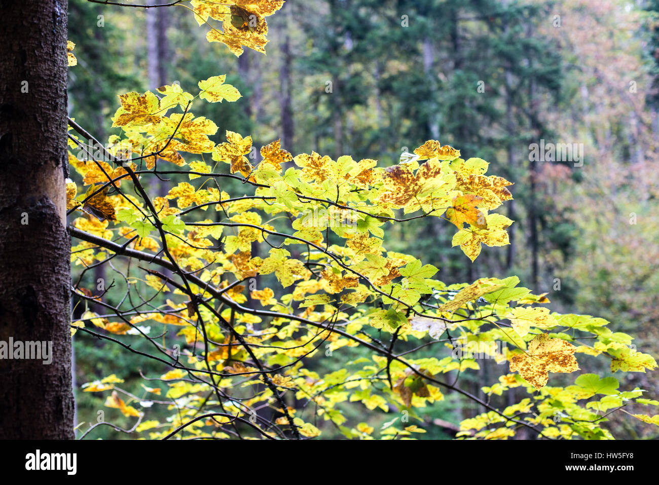 autumn colored forest trees. fall scene in country Stock Photo - Alamy