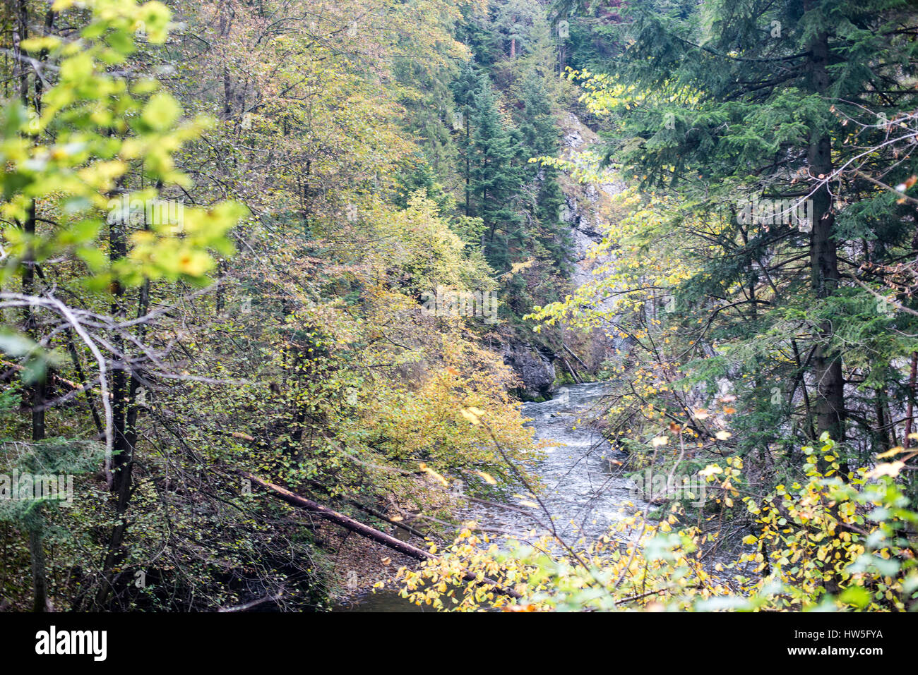 autumn colored forest trees. fall scene in country Stock Photo - Alamy