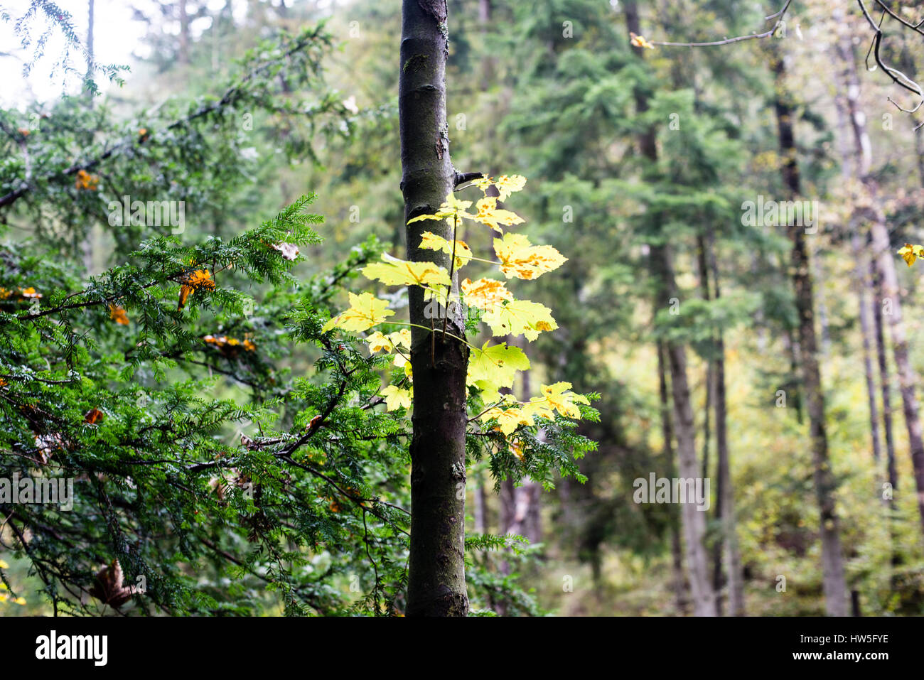 autumn colored forest trees. fall scene in country Stock Photo - Alamy