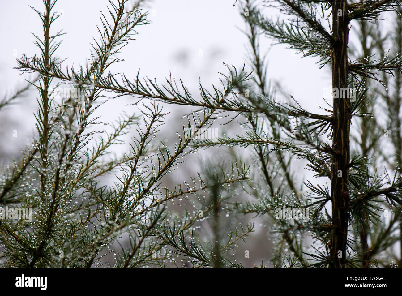 festive christmas spruce tree background on a old day in the snowy ...