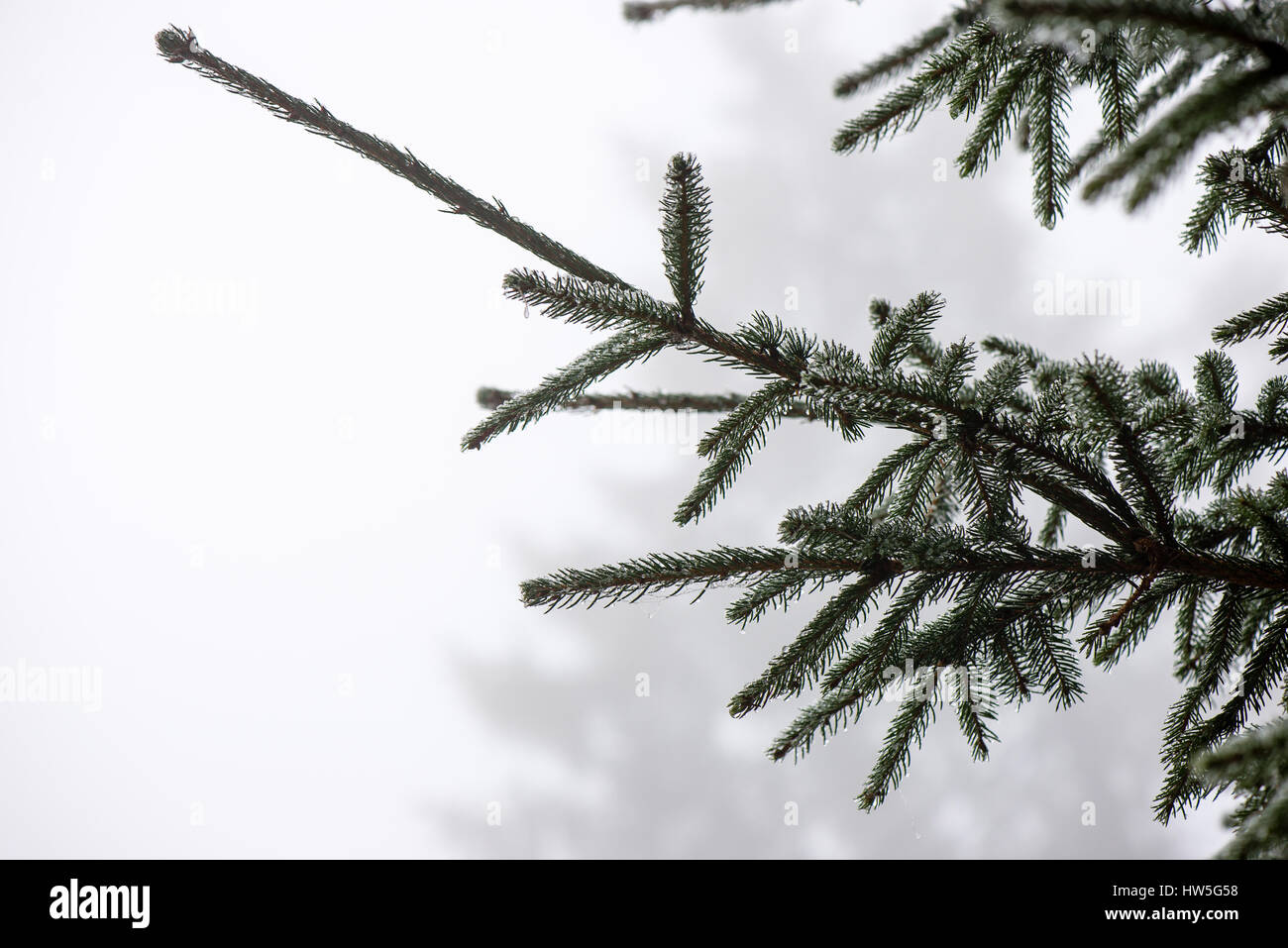 festive christmas spruce tree background on a old day in the snowy ...