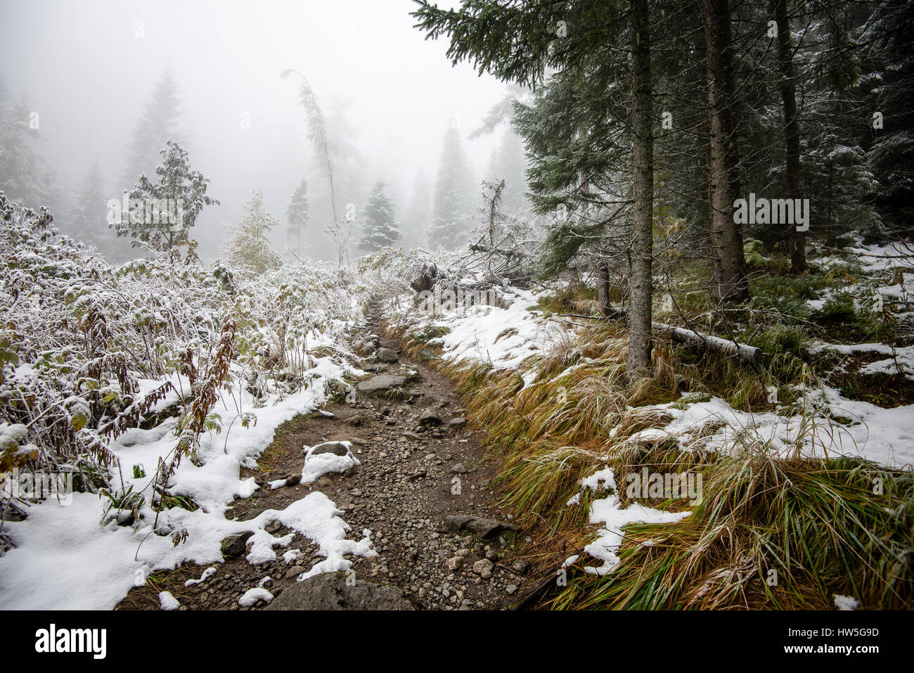cold day in the snowy winter forest with fog and frost Stock Photo - Alamy