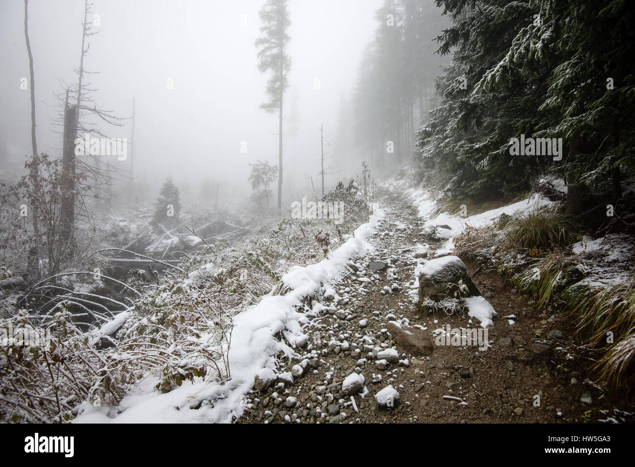 cold day in the snowy winter forest with fog and frost Stock Photo - Alamy