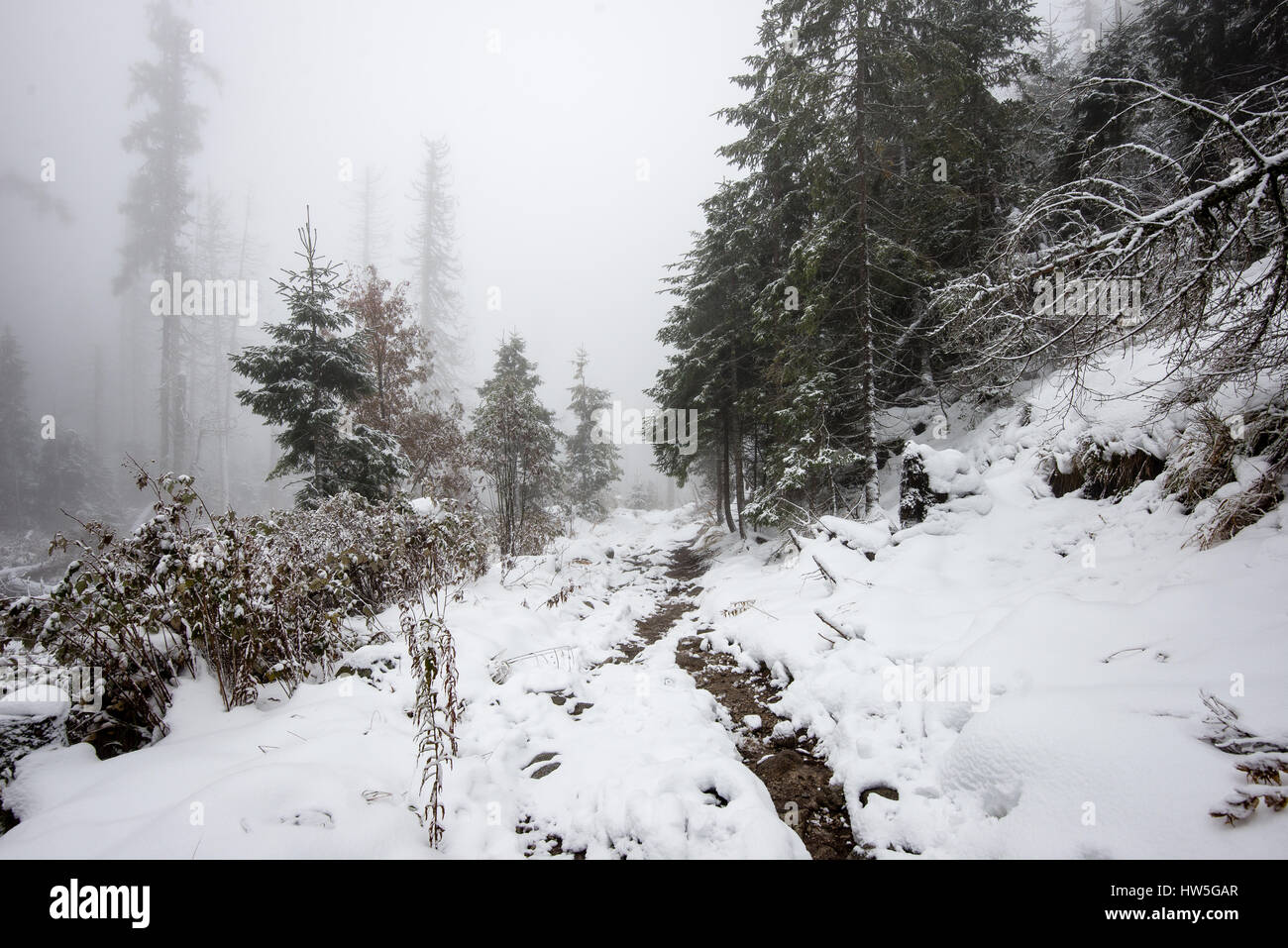 cold day in the snowy winter forest with fog and frost Stock Photo - Alamy