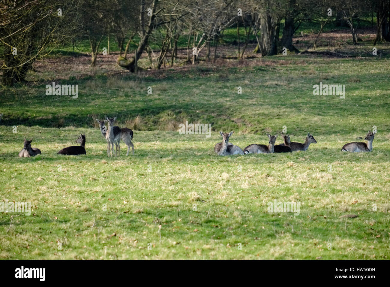 Group of European Roe Deer (Capreolus capreolus Stock Photo - Alamy