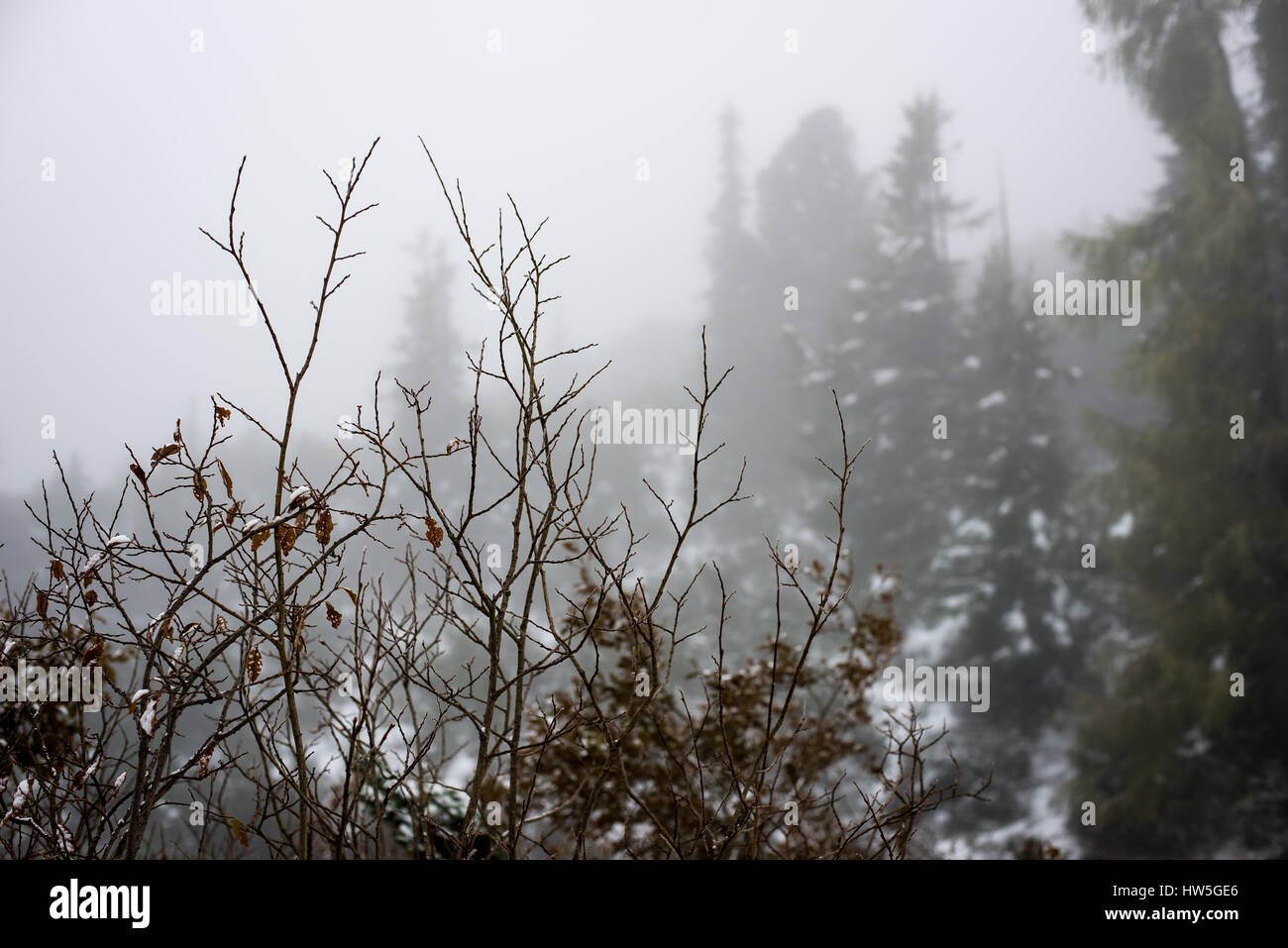 cold day in the snowy winter forest with fog and frost Stock Photo - Alamy