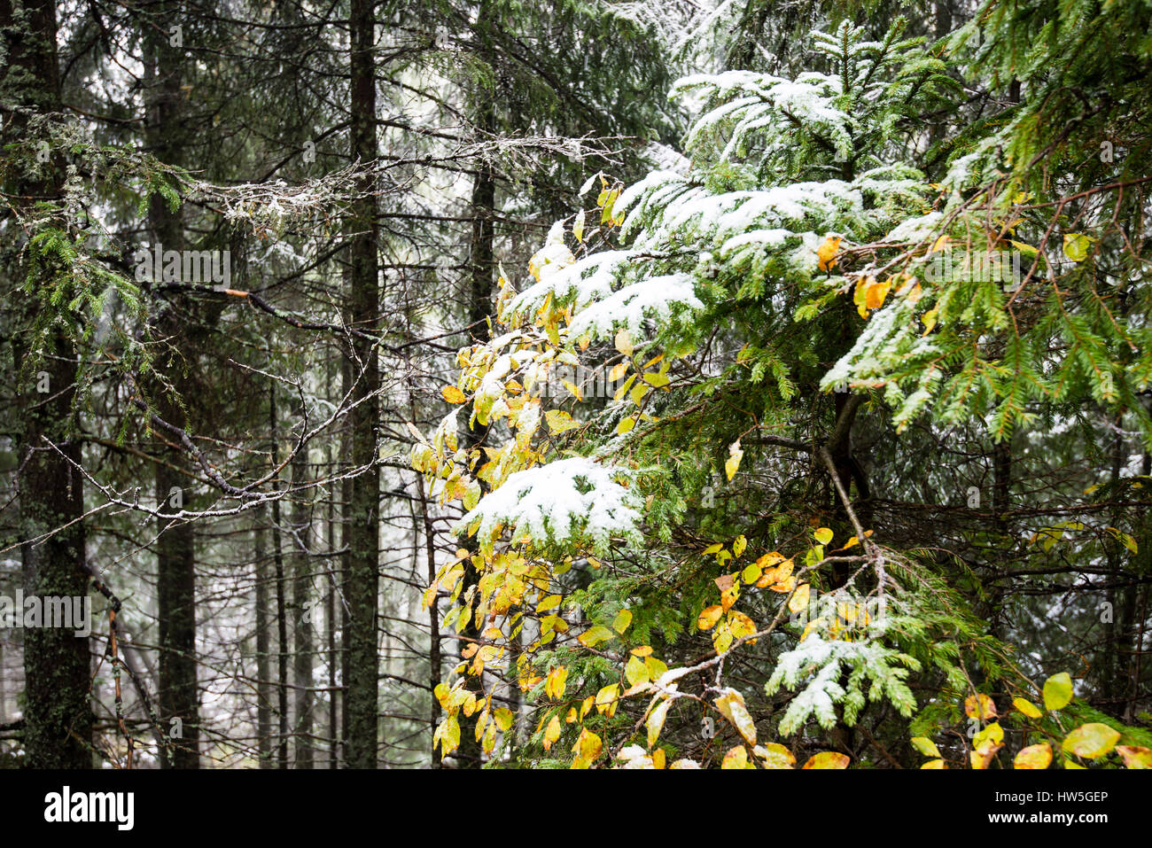 cold day in the snowy winter forest with fog and frost Stock Photo - Alamy