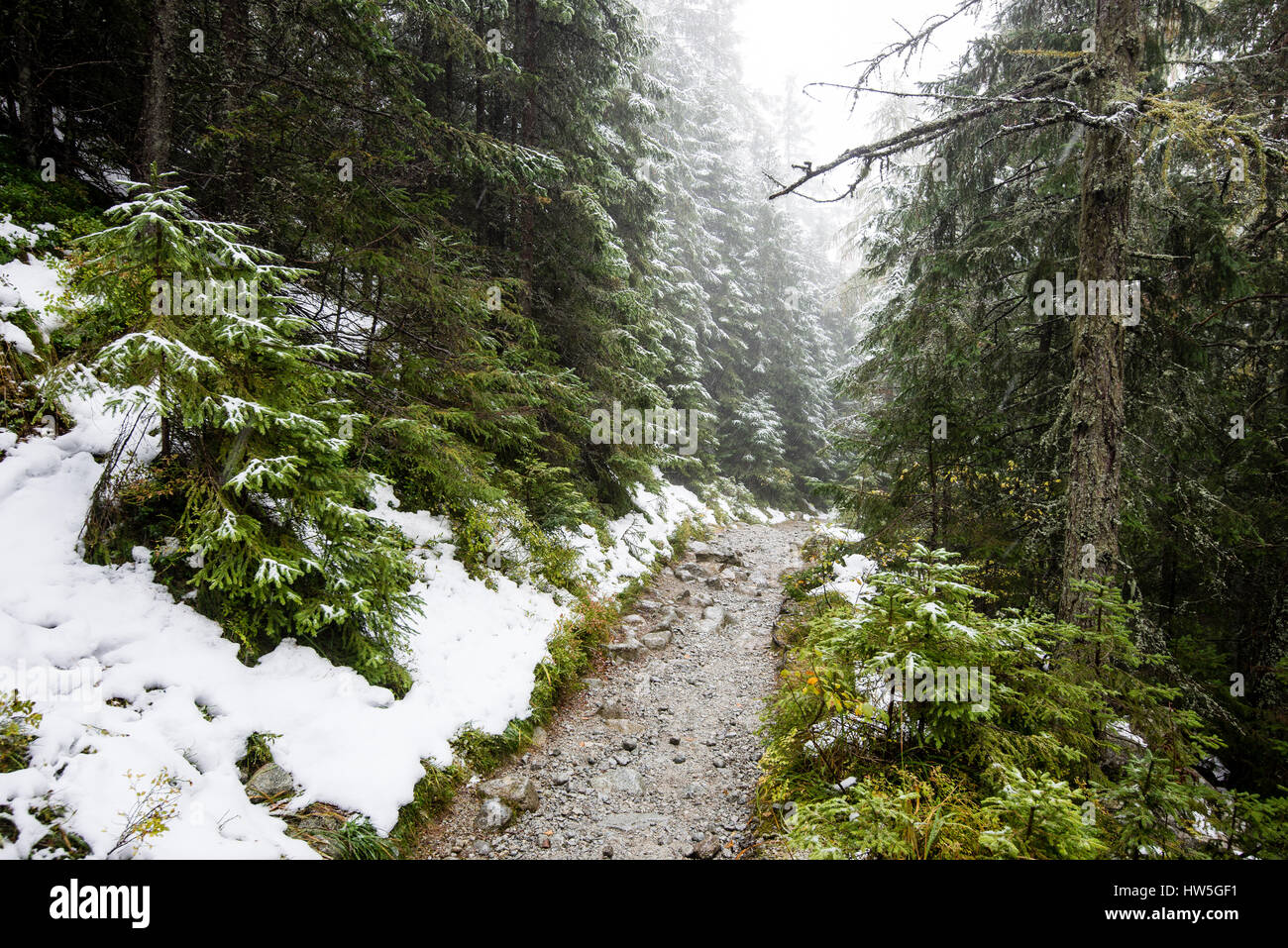 cold day in the snowy winter forest with fog and frost Stock Photo - Alamy