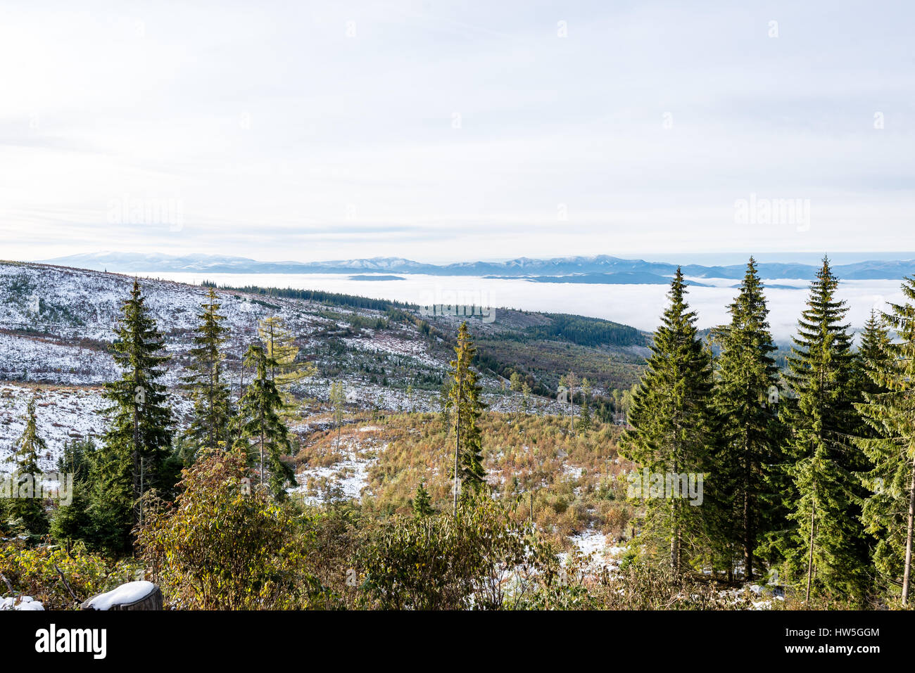 trees with branches and leaves in autumn colors in mountains Stock ...