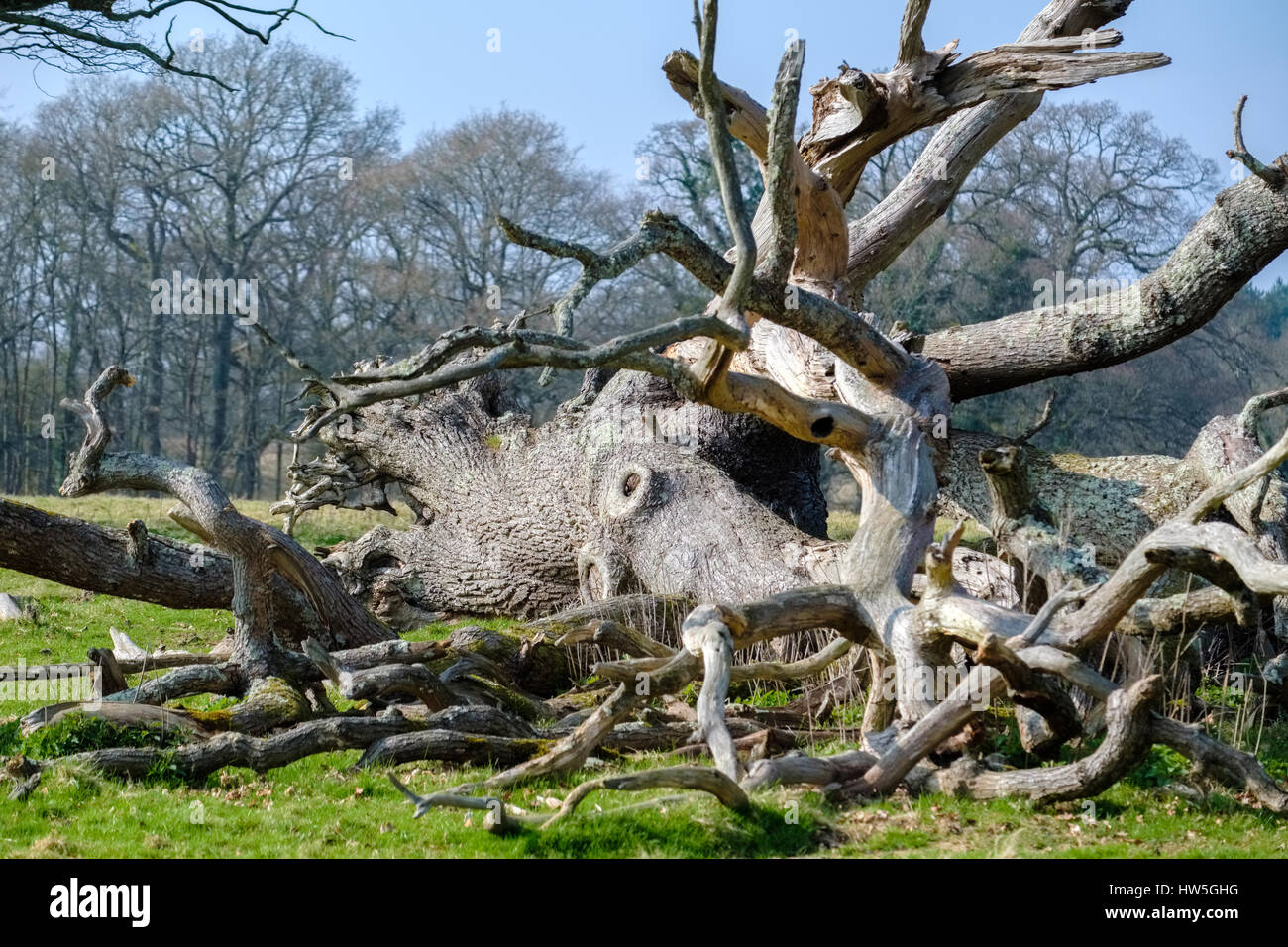 Dead giant squid hi-res stock photography and images - Alamy