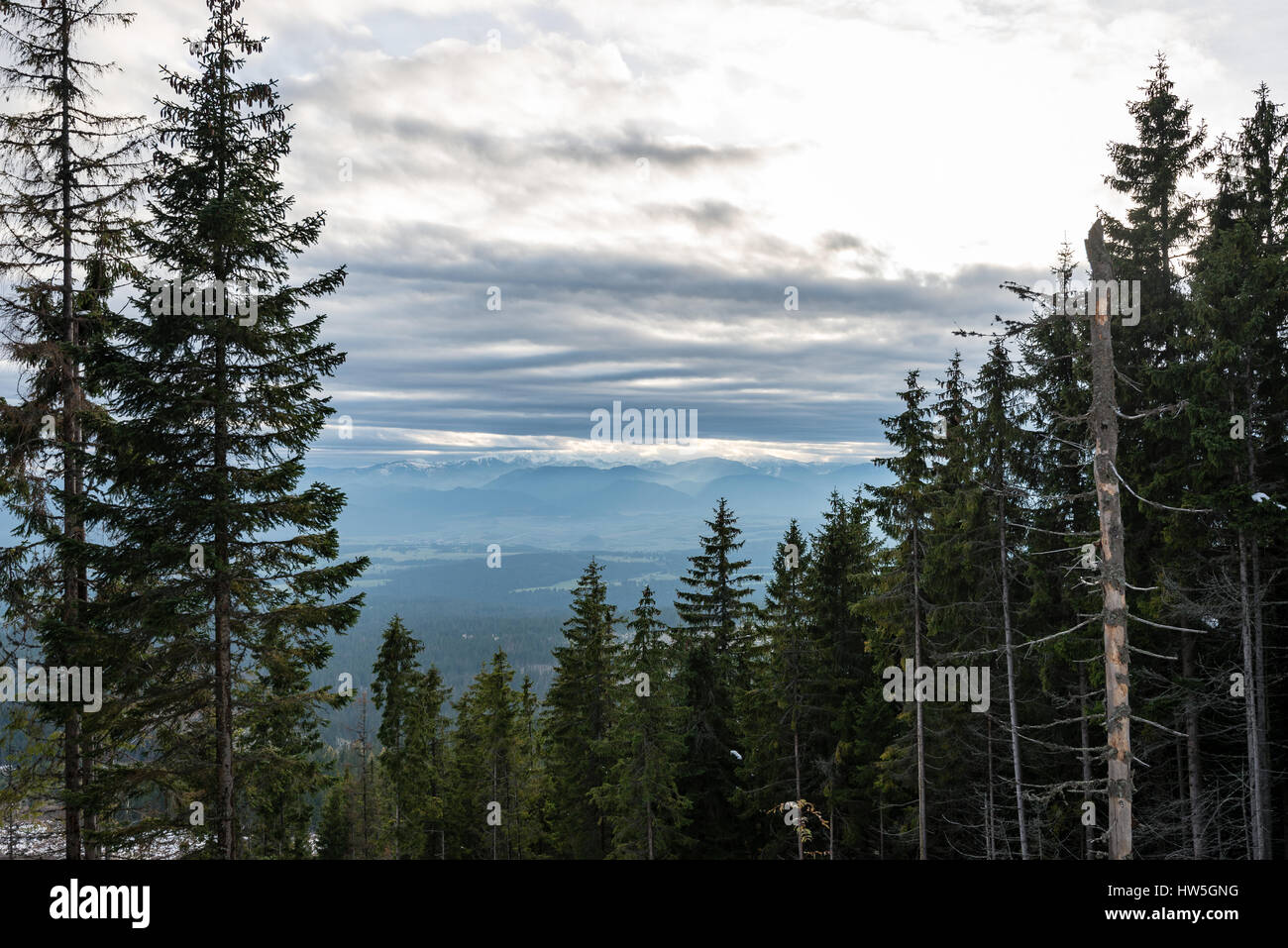trees with branches and leaves in winter snow in mountains slovakia ...