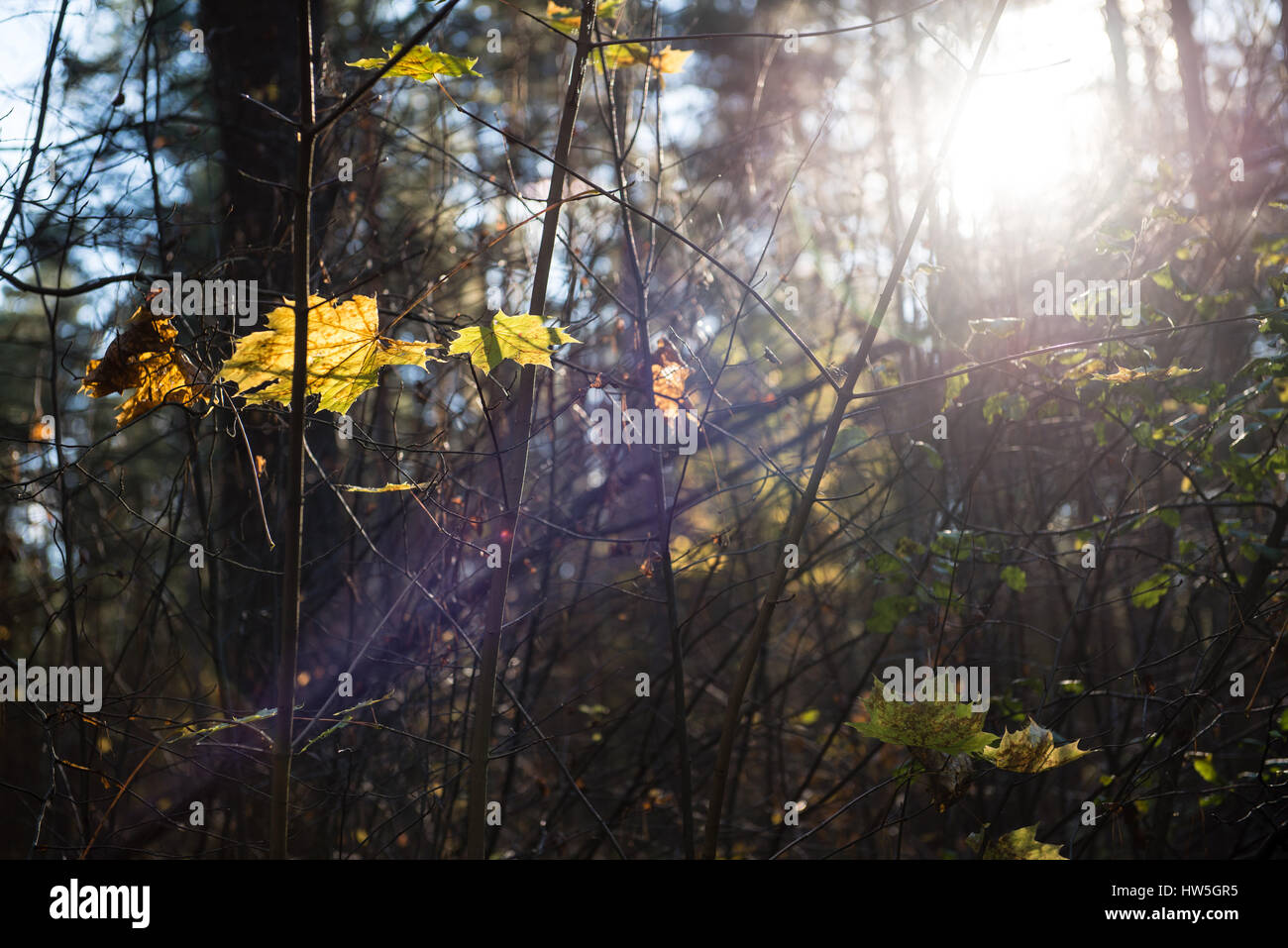 autumn colored forest leaves against the sun in woods Stock Photo - Alamy