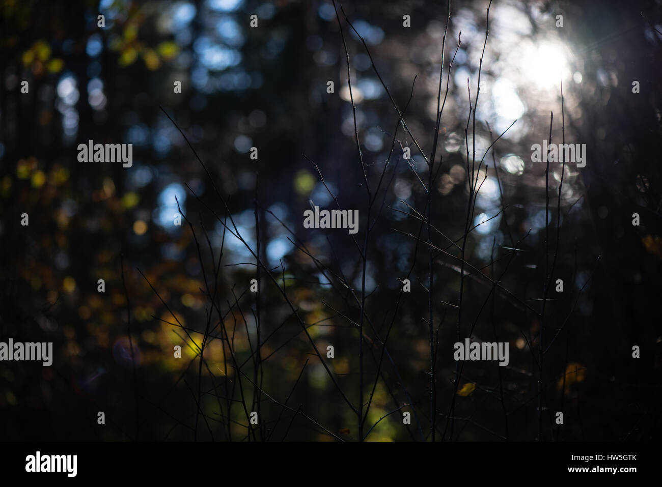 autumn colored forest leaves against the sun in woods Stock Photo - Alamy