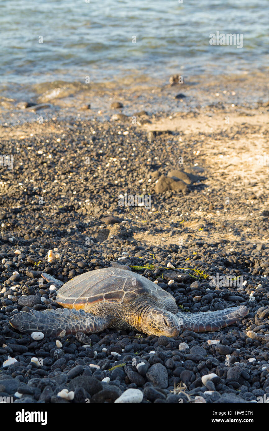 Green sea turtle resting on beach on the Big Island of Hawaii in early ...
