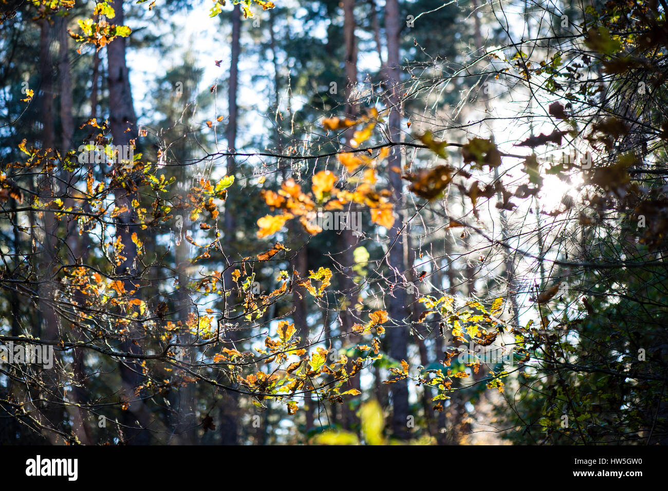 autumn colored forest leaves against the sun in woods Stock Photo - Alamy
