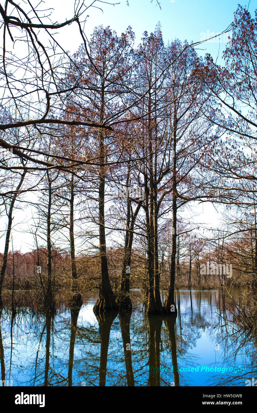 Otter Slough Conservation Area Cypress Tree's Stock Photo - Alamy