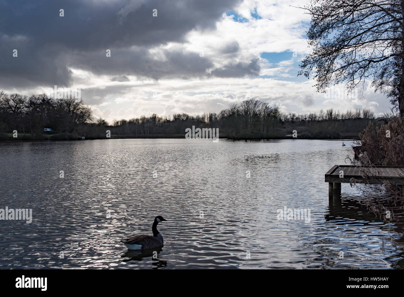 A single goose in water of the Arrow Valley Lake in Redditch at dusk ...