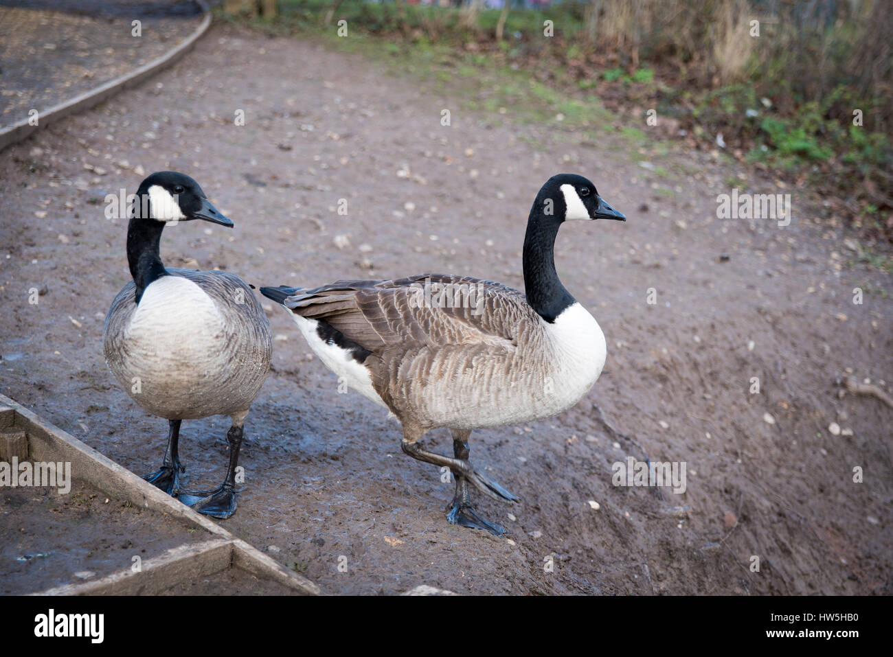 Two geese walking to the edge of the water Stock Photo - Alamy