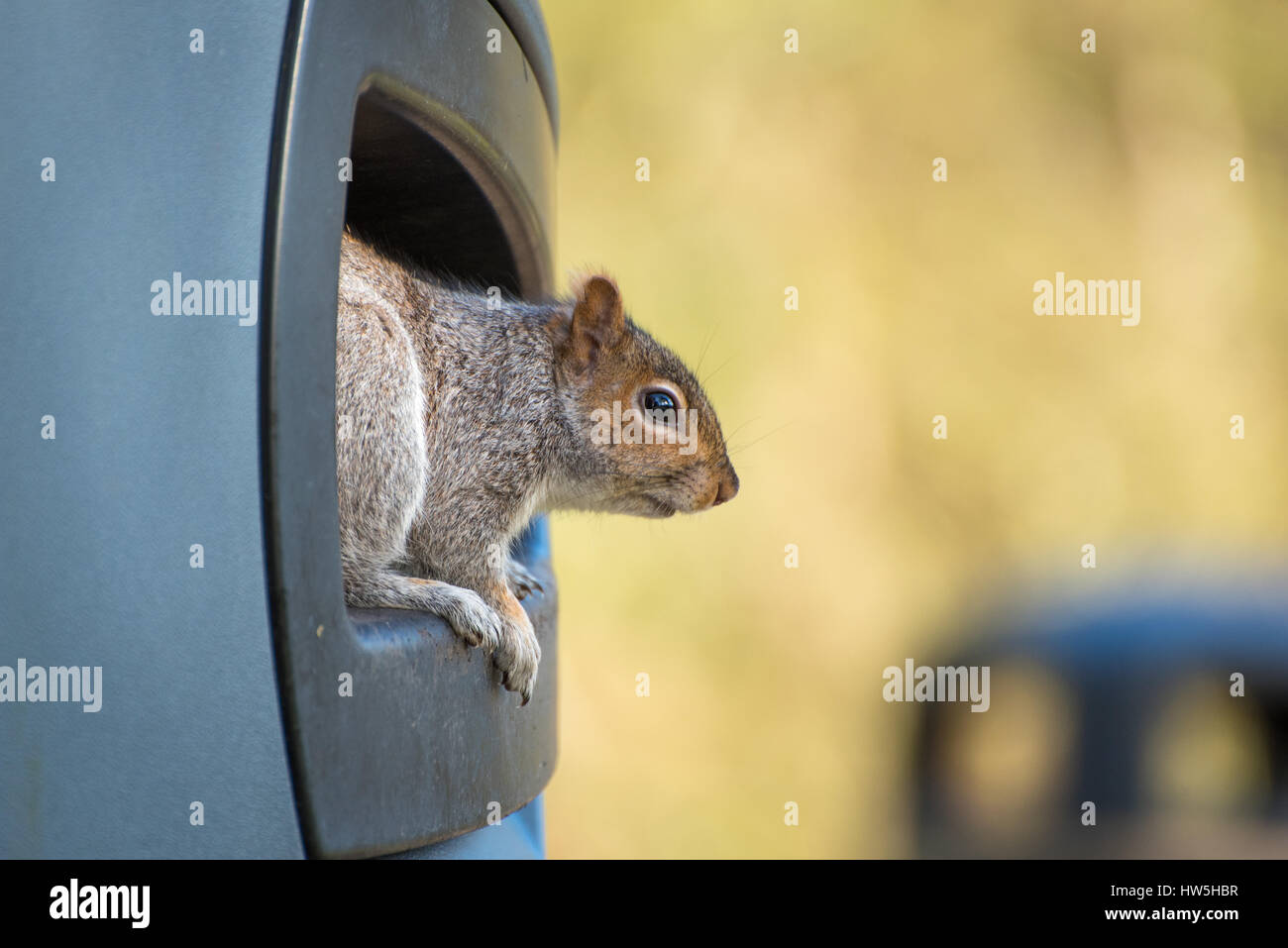 Squirrel inside bin Stock Photo - Alamy