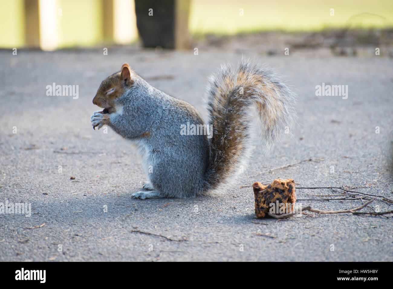 Squirrel enjoying eating cake Stock Photo - Alamy