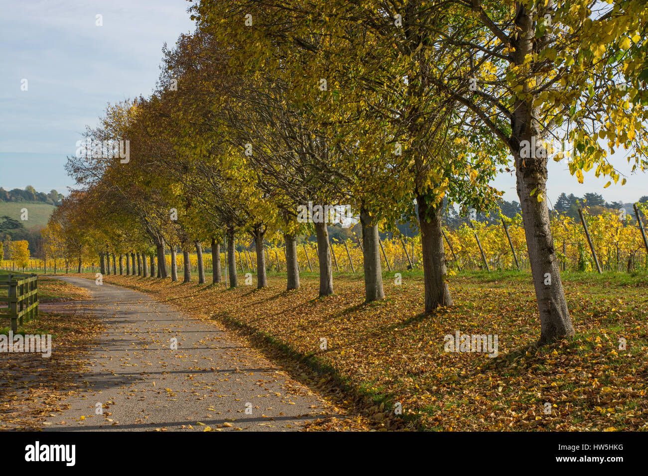 Tree leaves colours at Autumn (Fall) in vineyard at Dorking in Surrey ...