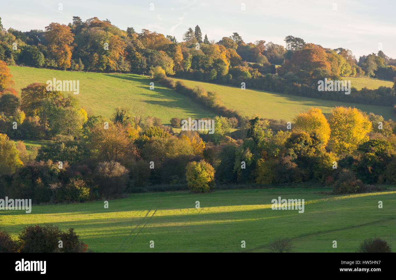 Banstead woods in Surrey, England. Autumn (Fall) colours in trees Stock ...