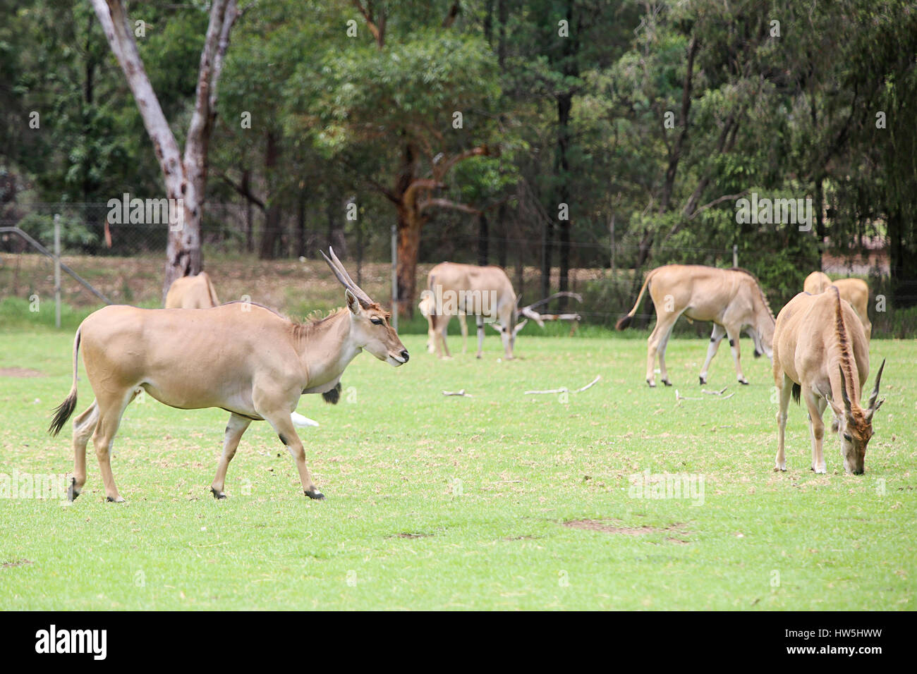 DUBBO, AUSTRALIA - JANUARY 4, 2017: Eland from Taronga Western Plains ...