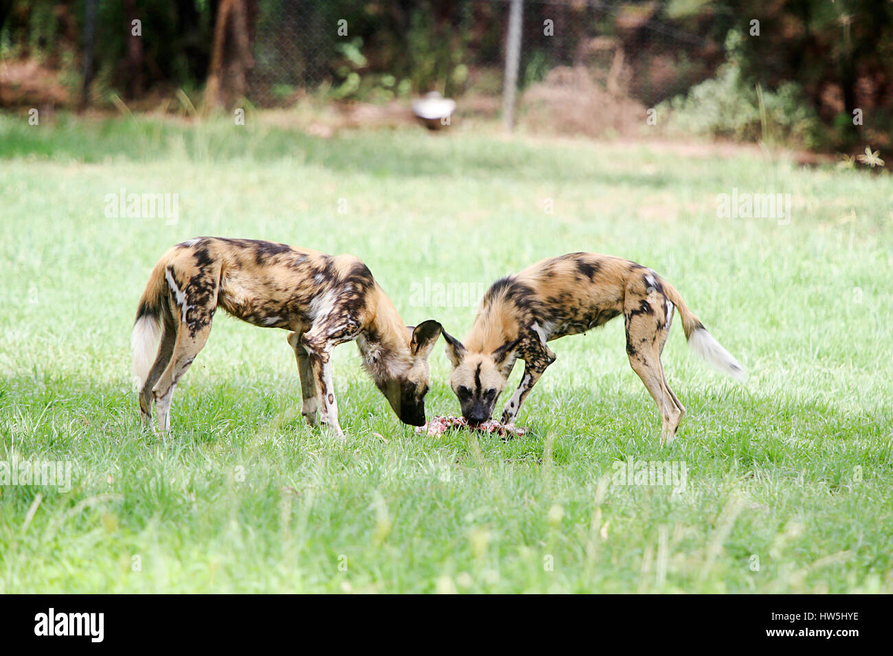 African wild dogs from Taronga Western Plains Zoo in Dubbo Stock Photo ...