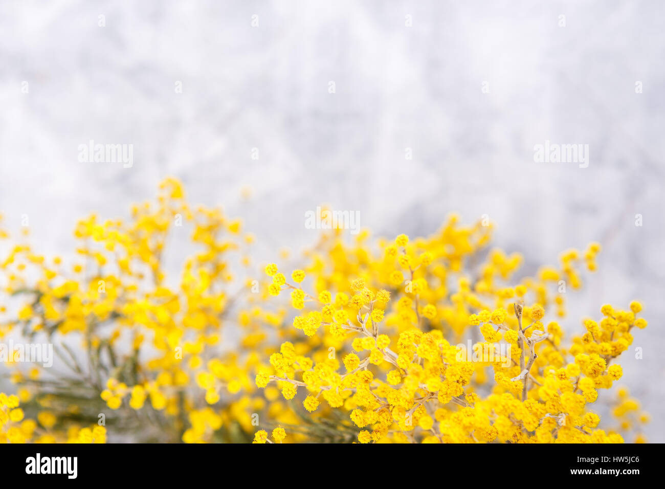 Frame yellow mimosa flowers hi-res stock photography and images - Alamy