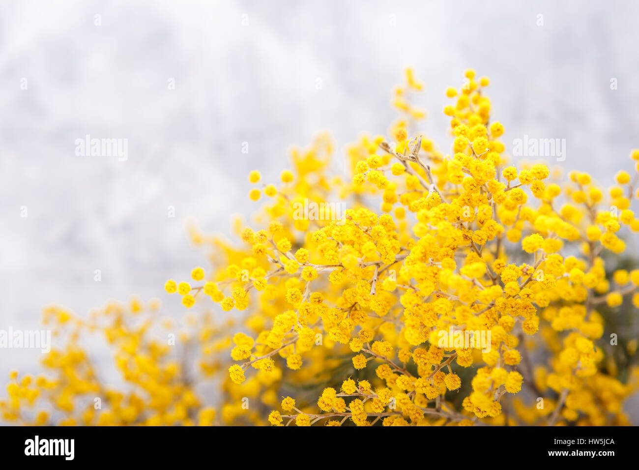 Branch with flowers mimosa on light background. Top view with copy ...