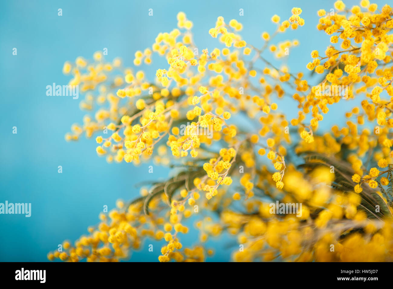 Frame yellow mimosa flowers hi-res stock photography and images - Alamy