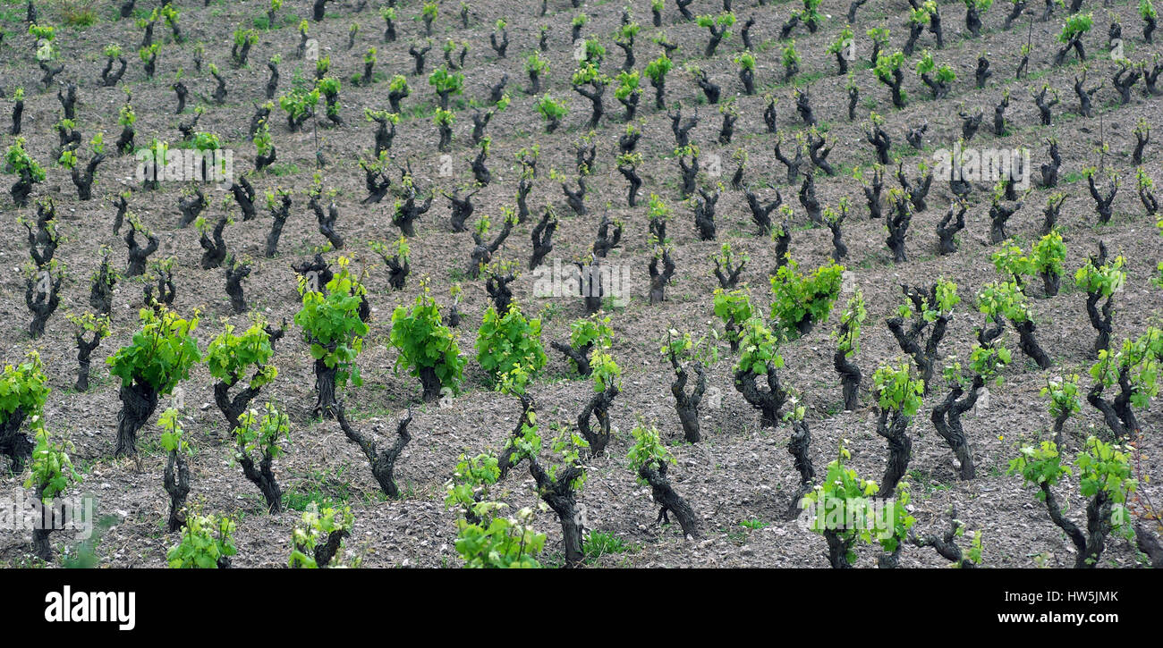 Vineyard in spring Stock Photo - Alamy