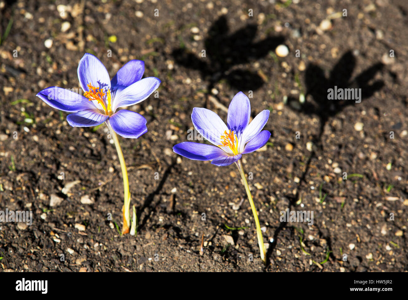 Crocus growing in the Oxford Botanic gardens, Oxford, UK Stock Photo ...