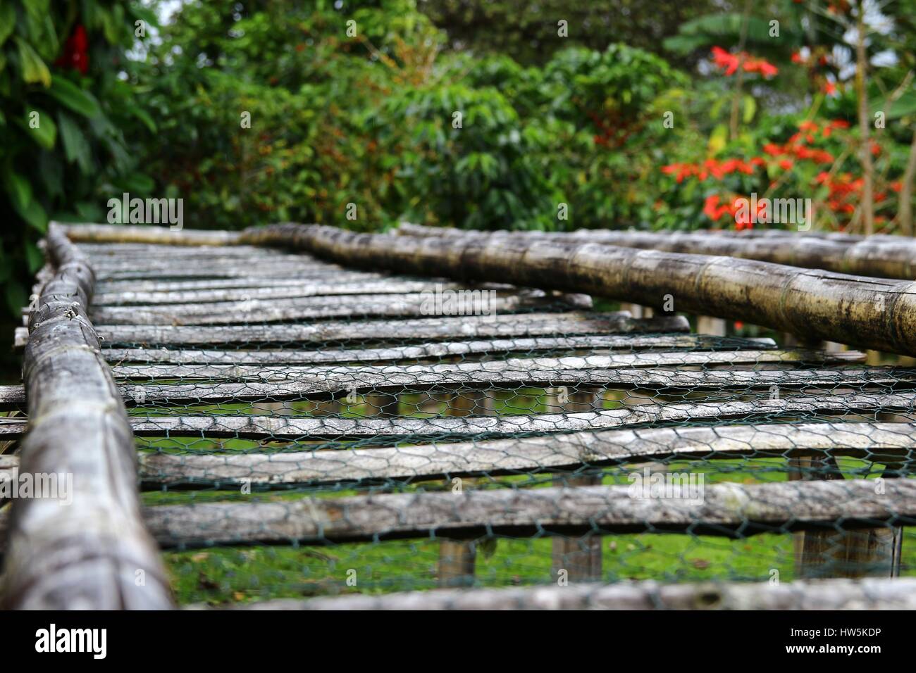 Bamboo raised beds for drying coffee in Boquete, Panama Stock Photo - Alamy
