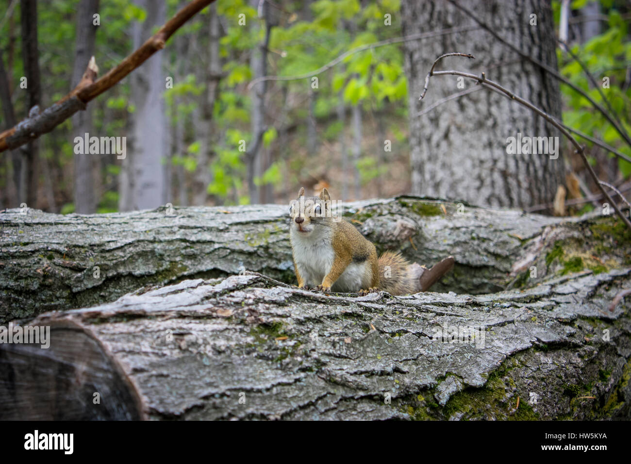 squirrel on a log looking at the camera Stock Photo - Alamy