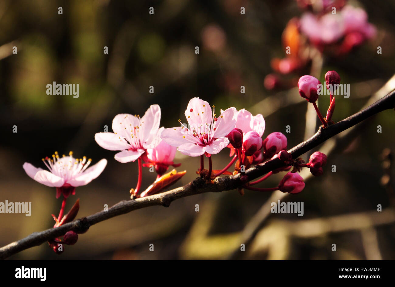 Beautiful pink blooming tree branch in the spring park in Poland Stock ...