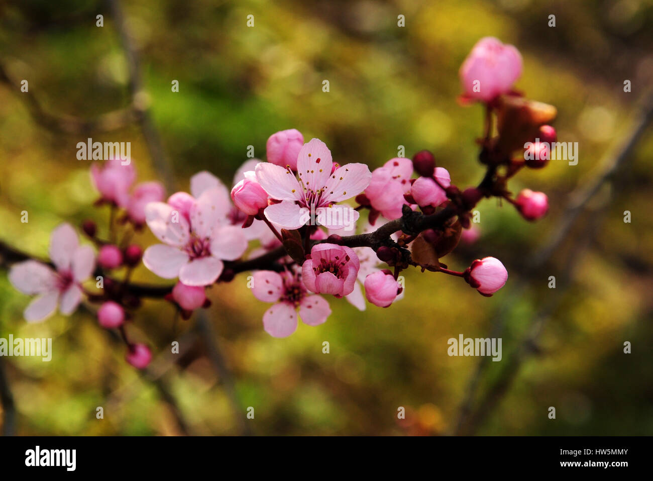 Beautiful pink blooming tree branch in the spring park in Poland Stock ...